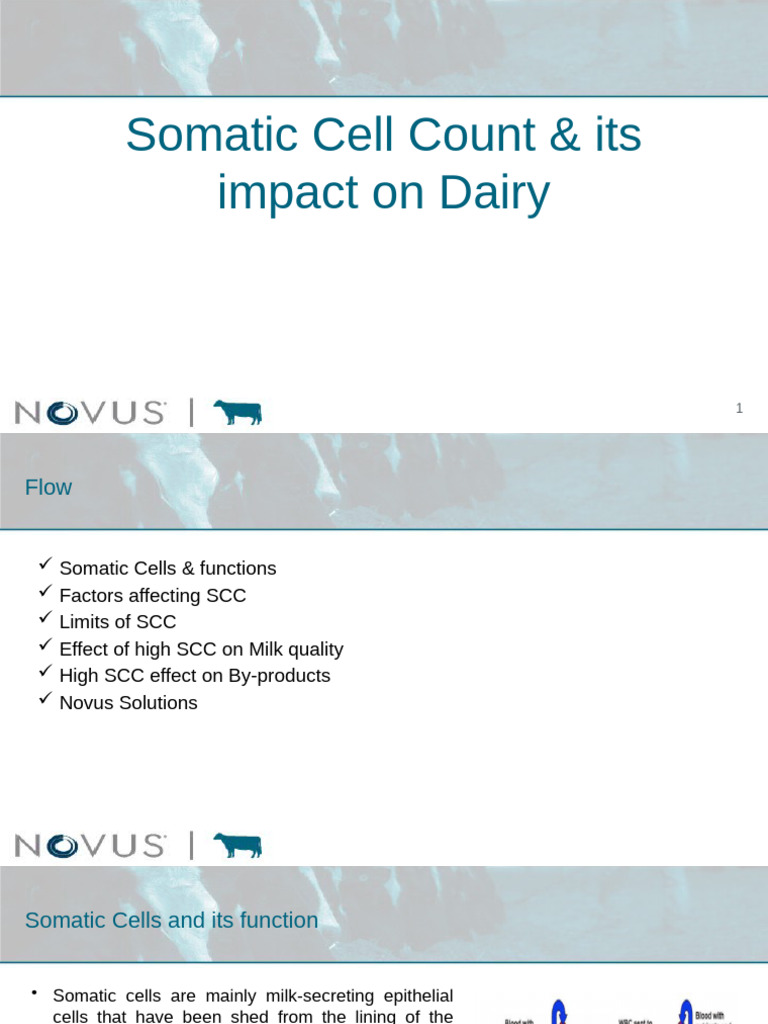 SCC and Its Impact On Dairy | PDF | Milk | White Blood Cell
