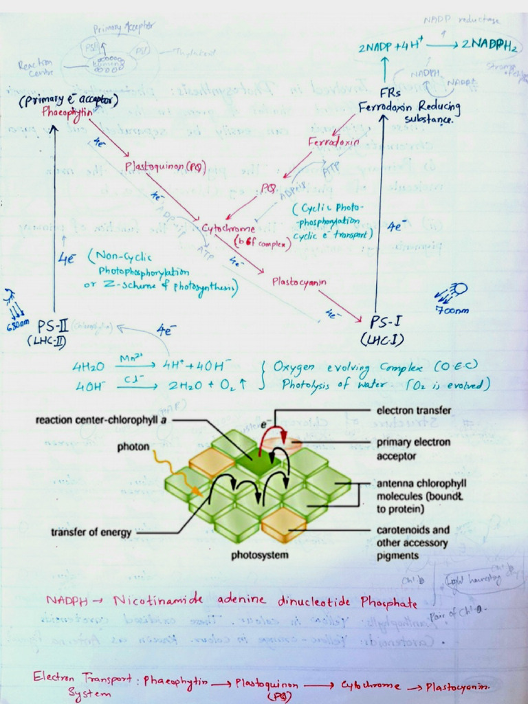Photosynthesis Diagrams | PDF