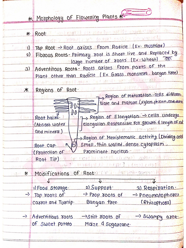 Biology Class 11th Short Notes 37 59 | PDF