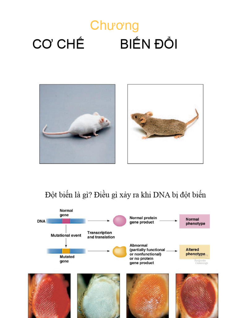 Chuong V - Co Che Bien Doi DNA | PDF