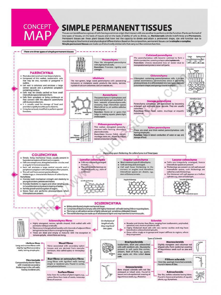 Simple Permanent Tissue | PDF