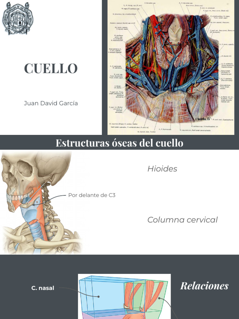 Estructura y Función del Cuello Humano | PDF | Laringe | Anatomía humana