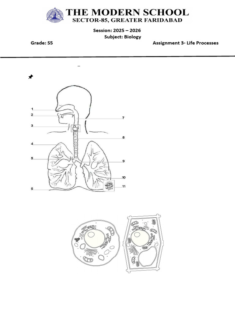 CH 1 Respiration Assignment 3 Question Paper | PDF | Respiratory System ...