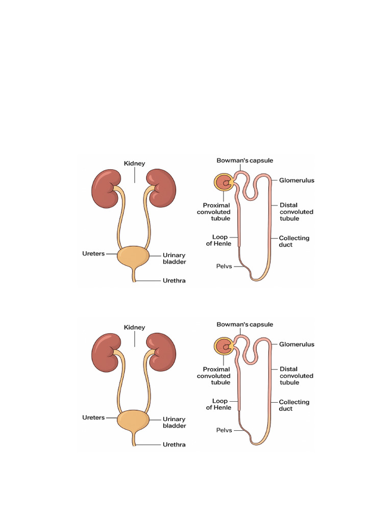Excretion and Homeostasis Notes Sam Obare Style | PDF