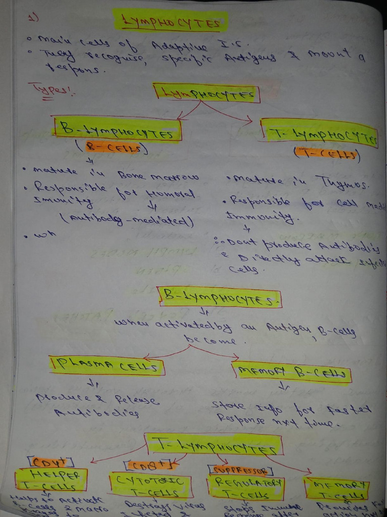 Lymphocytes Types and Functions | PDF