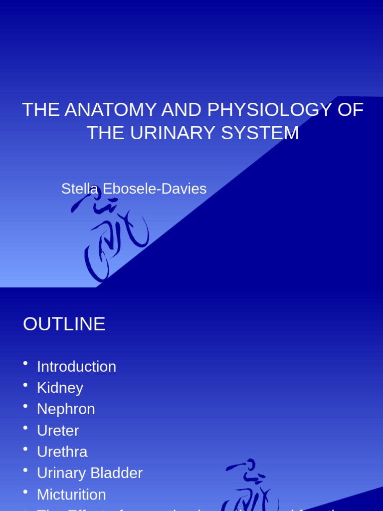 The Anatomy and Physiology of The Urinary System | PDF | Kidney | Urination