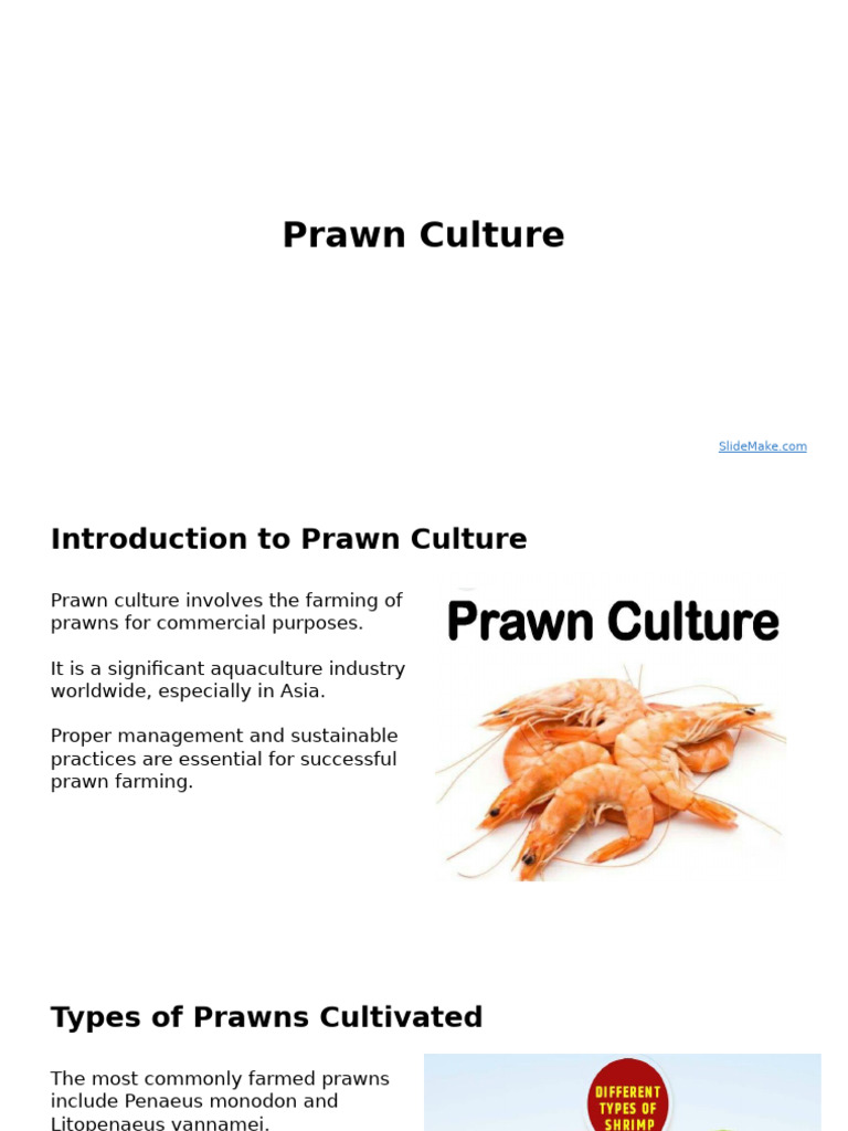 Prawn Farming: Techniques & Sustainability | PDF | Aquaculture ...