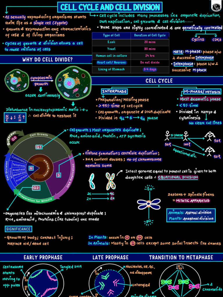 Cell Cycle and Cell Division Short Notes | PDF