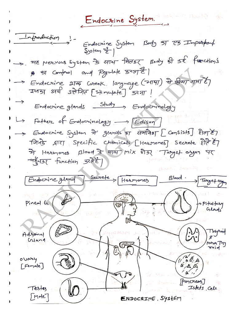 Endocrine System Notes | PDF