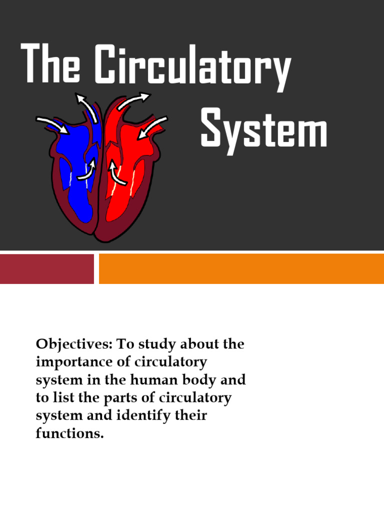 The Circulatory System | PDF | Ventricle (Heart) | Heart