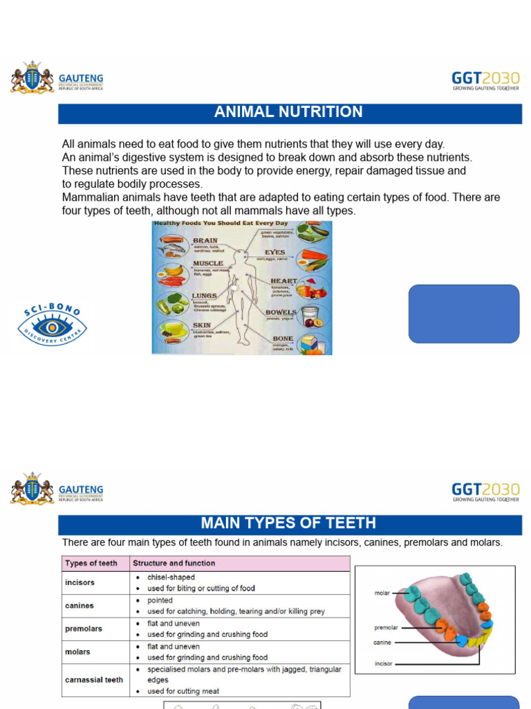 Animal Nutrition A | PDF | Tooth | Herbivore