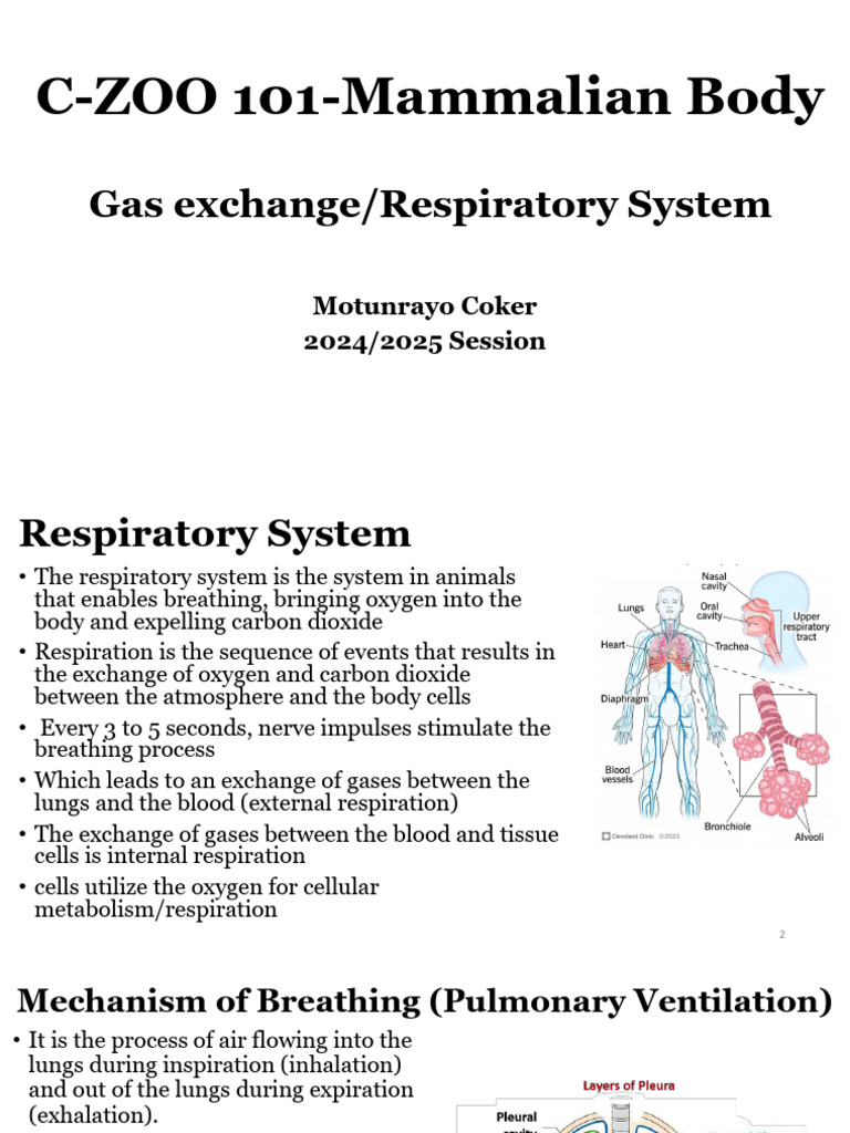 C-ZOO 101-Mammalian Body-Gas Exchangerespiratory System | PDF | Lung ...