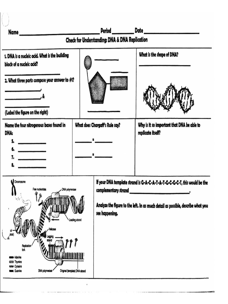 DNA Check For Understanding | PDF