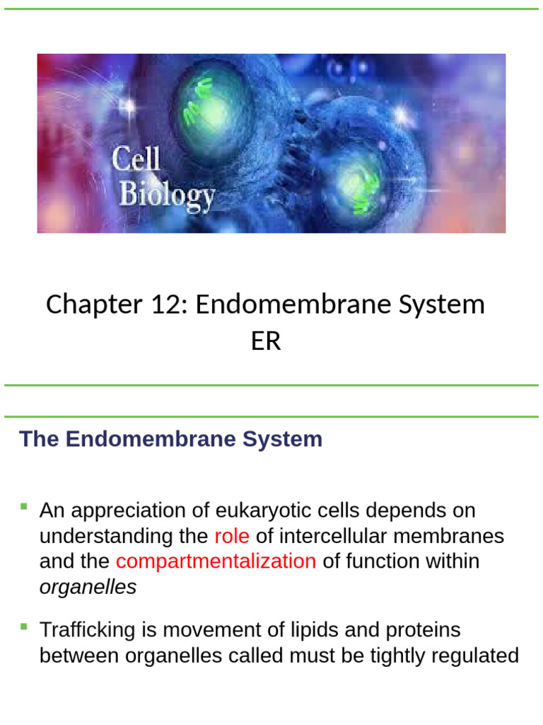 04 Endomembrane System ER | PDF | Endoplasmic Reticulum | Cell Anatomy