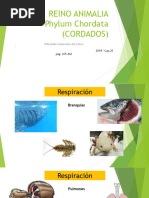 Características de los Sarcopterigios | PDF | Pescado | Vertebrados ...