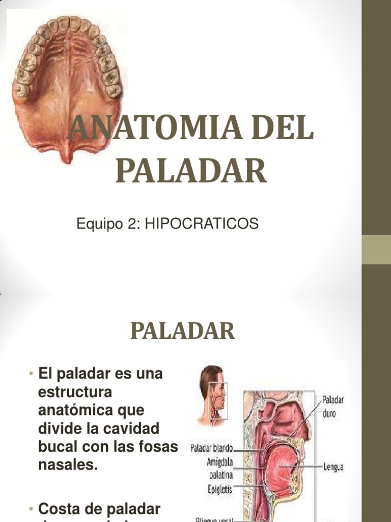 Anatomía del Paladar Duro y Blando | PDF | Lengua | Anatomía humana
