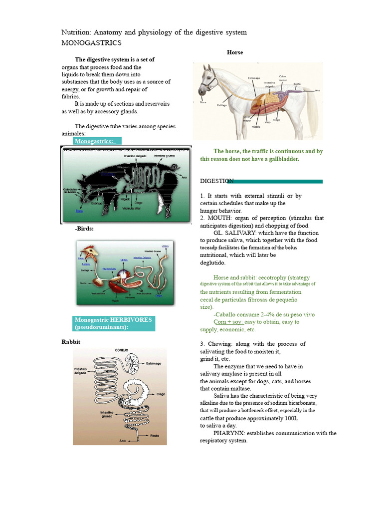 Monogastric Digestive System | PDF | Digestion | Stomach