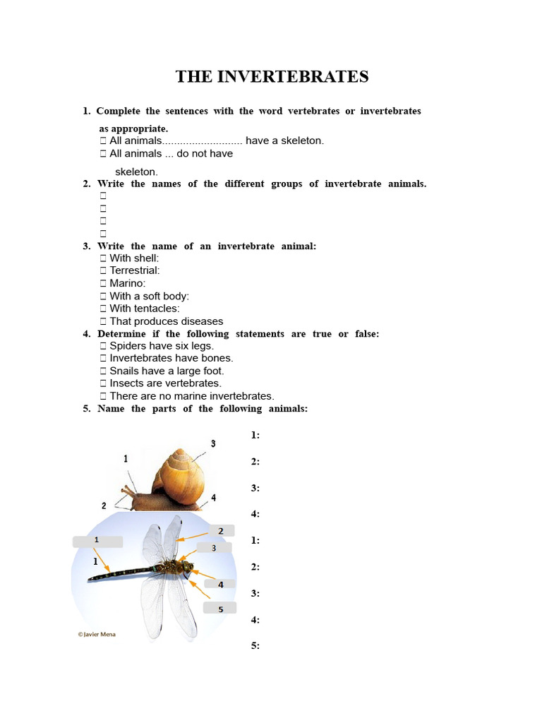Understanding Invertebrates: Key Concepts | PDF | Invertebrate | Skeleton