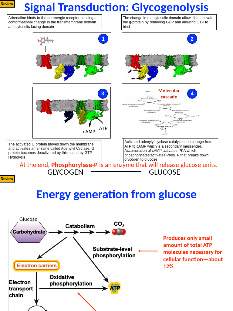 BIOL1090 F23 Lecture 18 Chloroplasts, Apoptosis, Endomembranes | PDF ...
