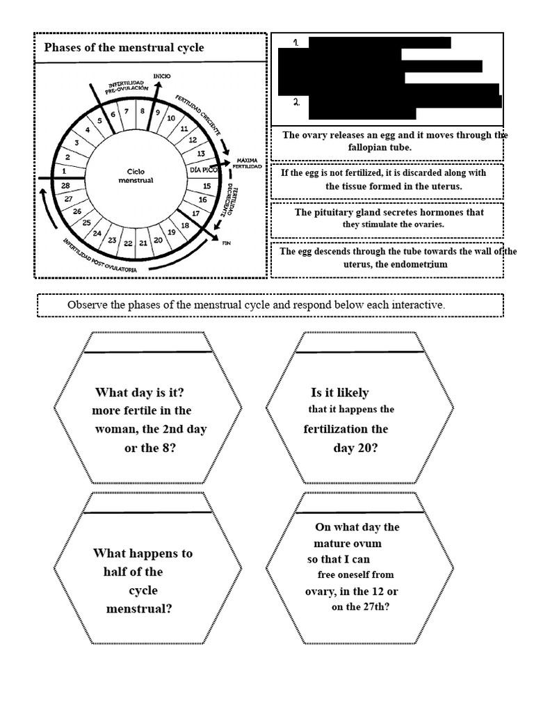 Phases of The Menstrual Cycle | PDF