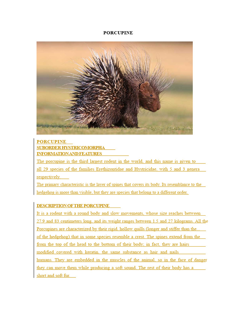 Porcupine | PDF | Zoology