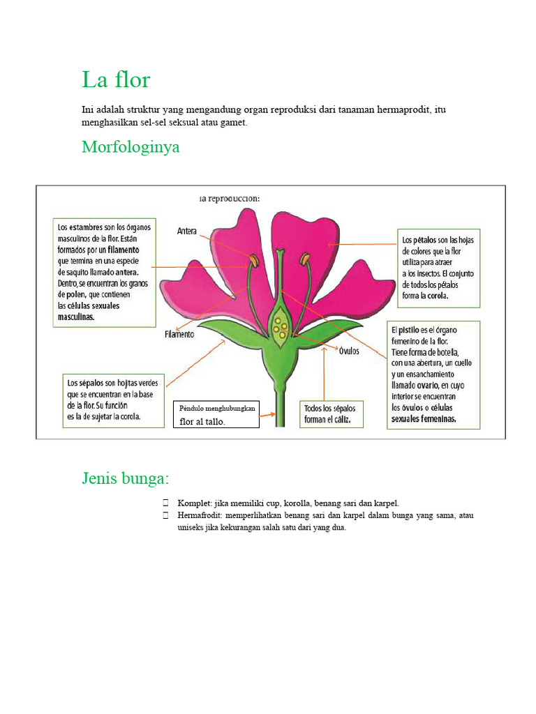 Bunga | PDF