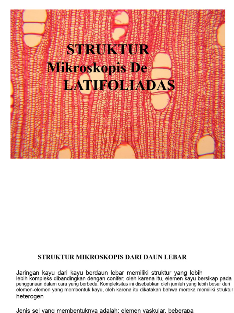 Struktur Mikroskopis Daun Lebar | PDF