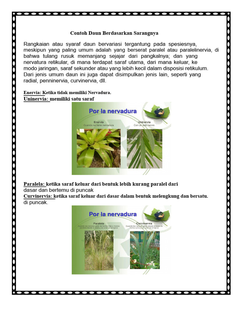 Contoh Daun Berdasarkan Saraf, Posisi, Dan Daun Majemuk | PDF