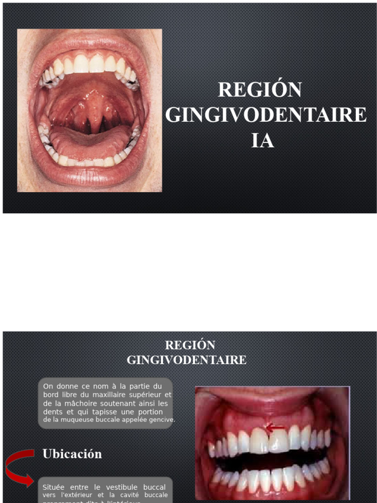 Anatomie et Fonction de la Gencive Dentaire | PDF | Dent | Dent humaine