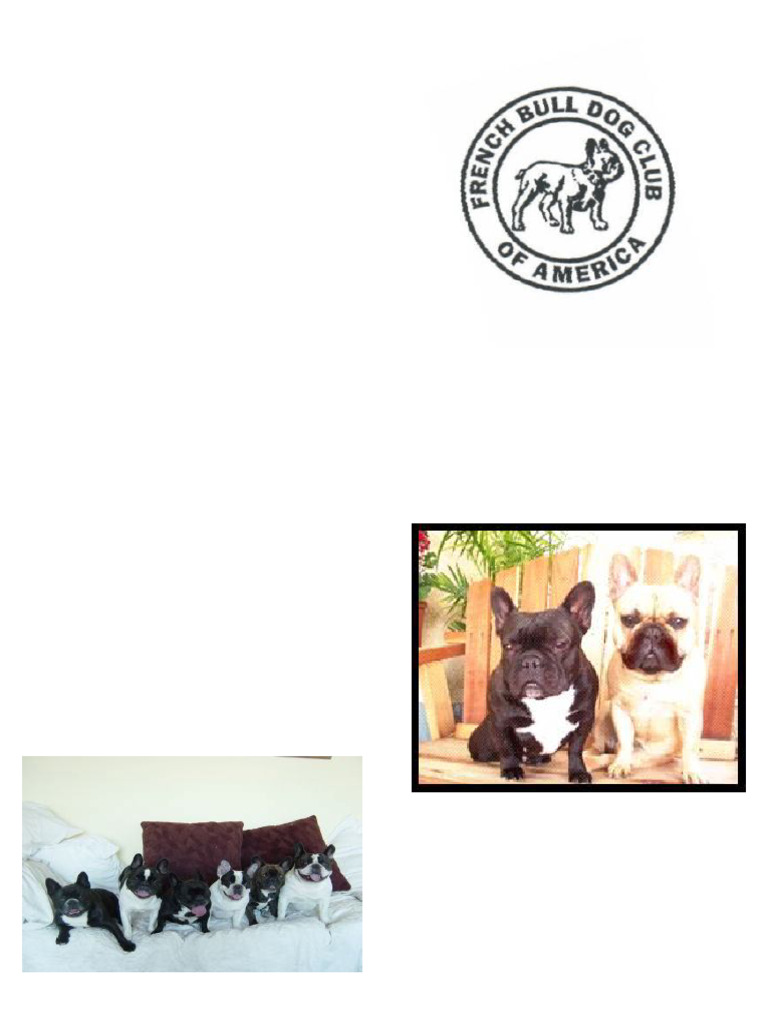 New French Bulldogs 101 | PDF | Bulldog | American Kennel Club
