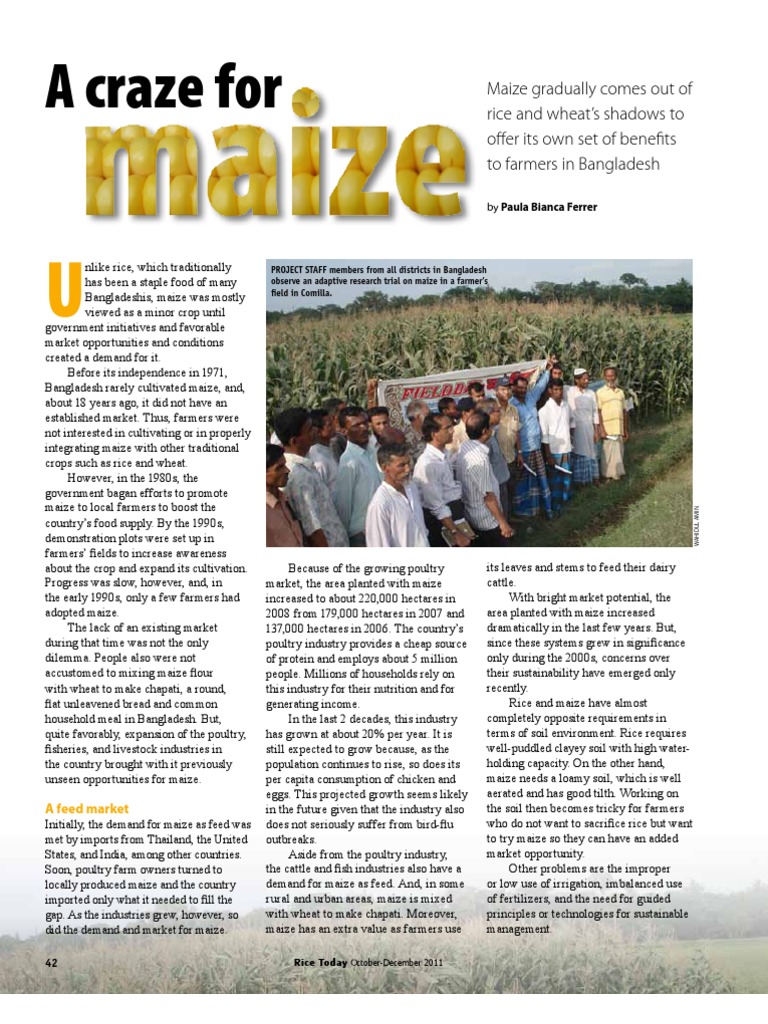 RT Vol. 10, No. 4 A Craze For Maize | PDF | Maize | Rice