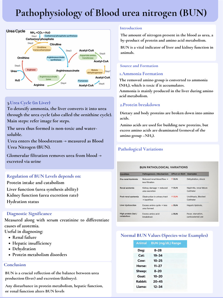 Pathophysiology of BUN | PDF | Urea | Liver