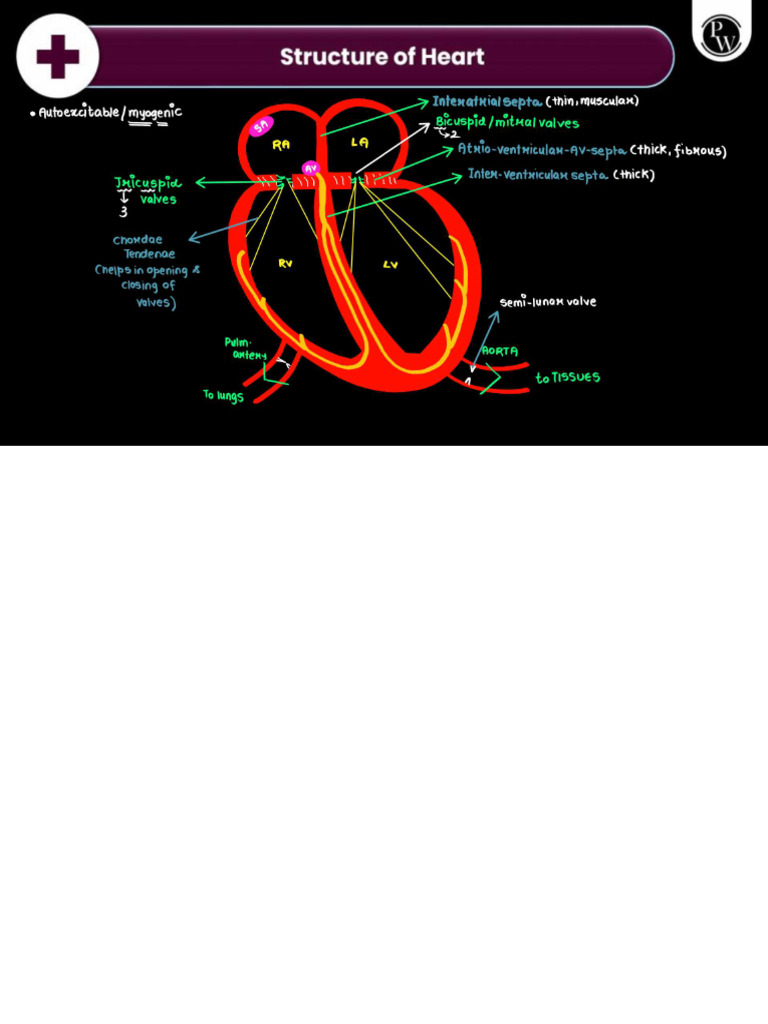Human Heart PDF | PDF