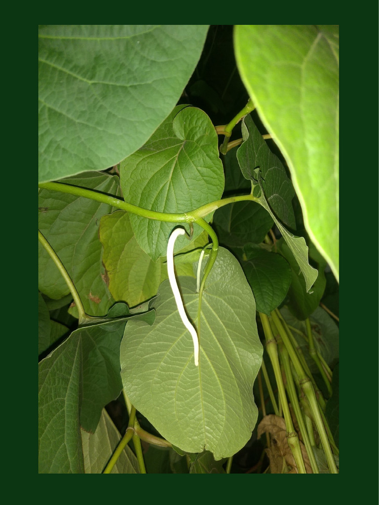Planta | PDF