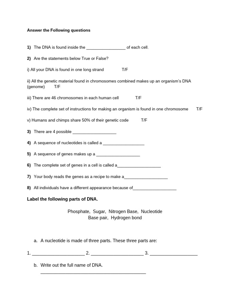 02 DNA Structure Worksheet | PDF