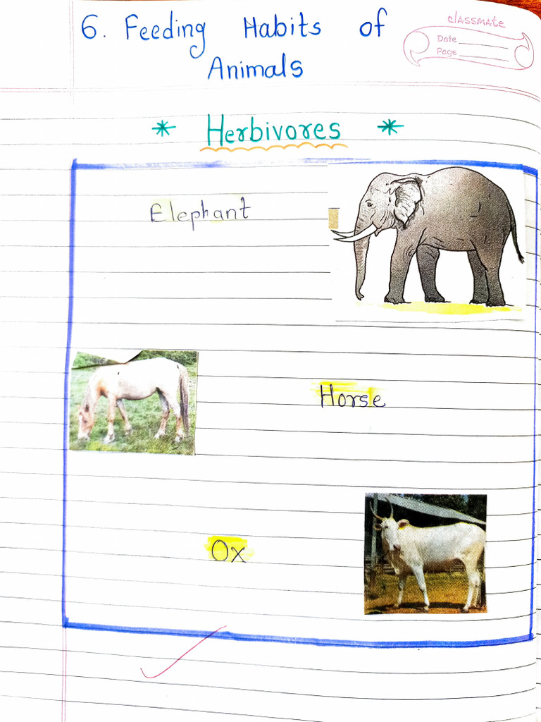 Lesson no.6 | PDF | Zoology | Biology