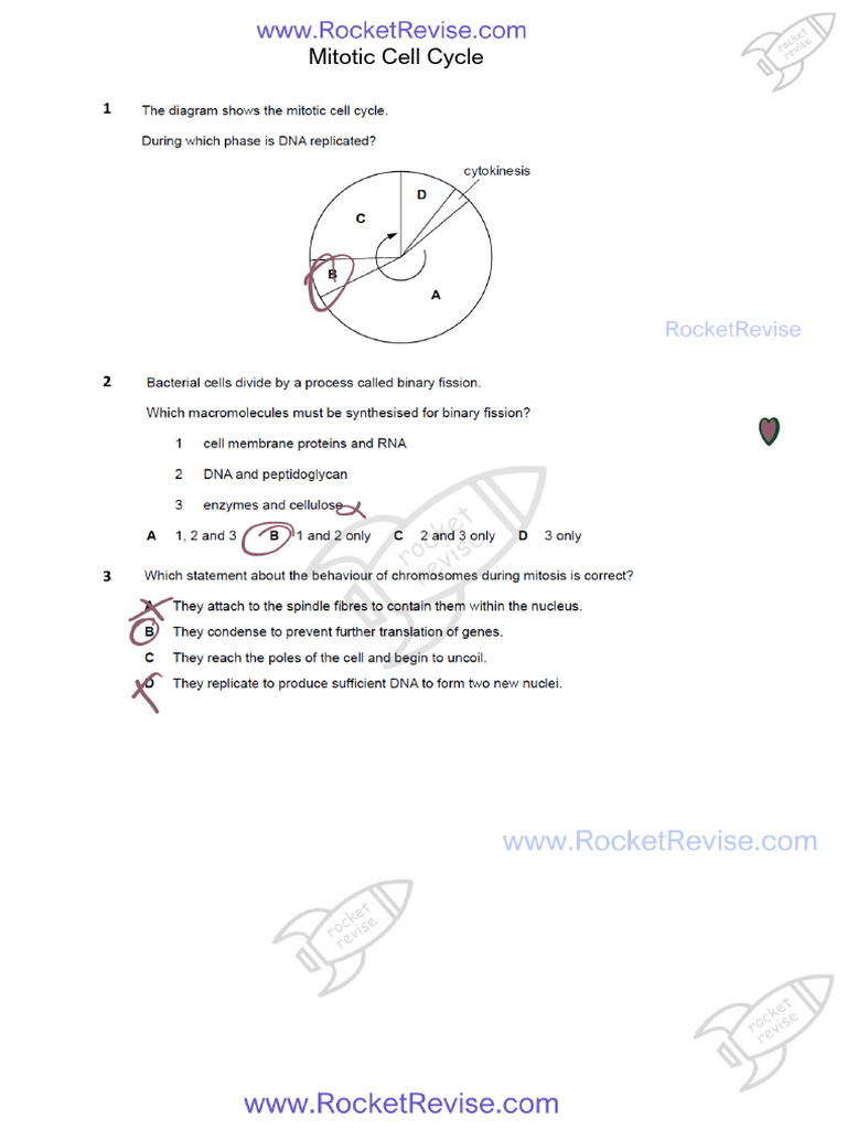 5 The mitotic cell cycle A level biology | PDF