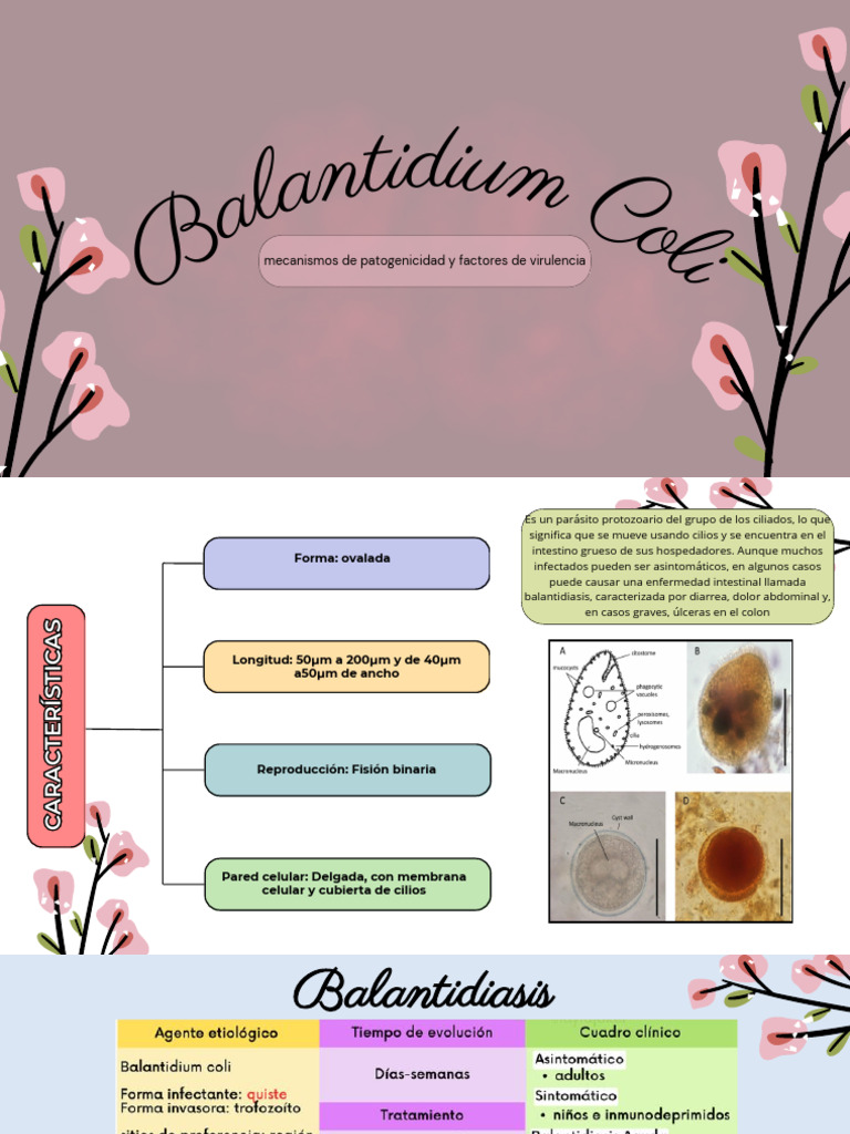Balantidium Coli | PDF | Microbiología | Especialidades Medicas