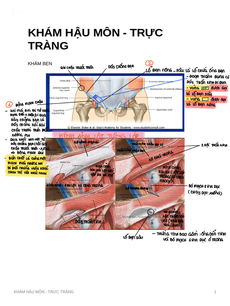 Khám HMTT - Bẹn | PDF