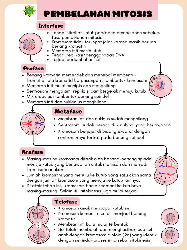 Pembelahan Mitosis | PDF