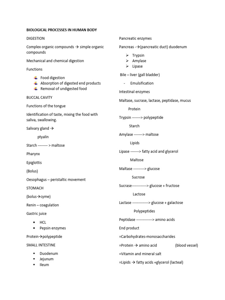 Human Biological Processes | PDF | Digestion | Lymph