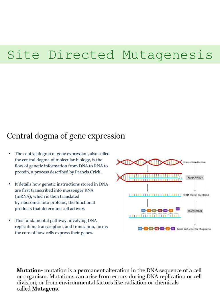Site-Directed Mutagenesis Explained | PDF | Primer (Molecular Biology ...