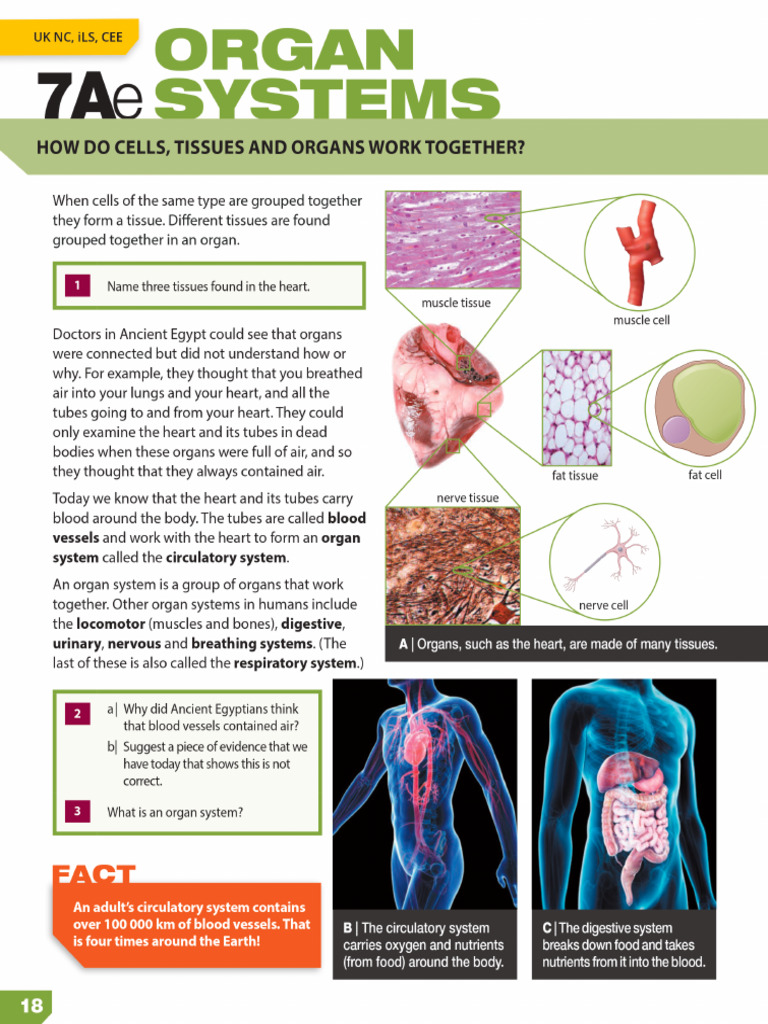 Year-7- ae cells | PDF