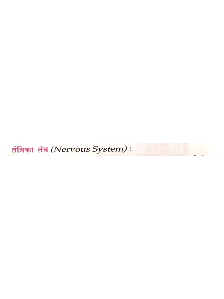 Nervous System | PDF