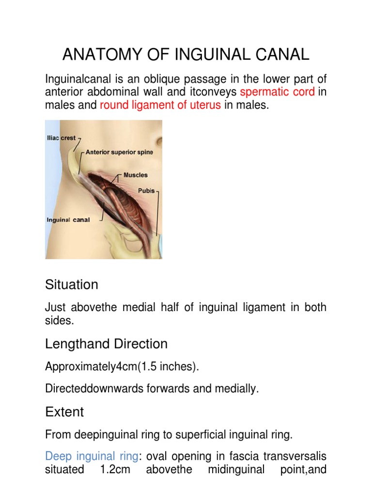 Anatomy and Mechanism of Inguinal Canal | PDF | Musculoskeletal System ...