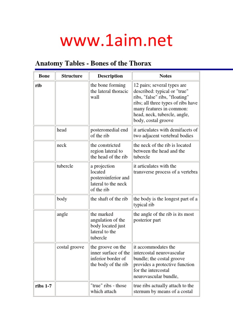 Anatomy Tables - Bones of The Thorax: Bone Structure Description Notes ...
