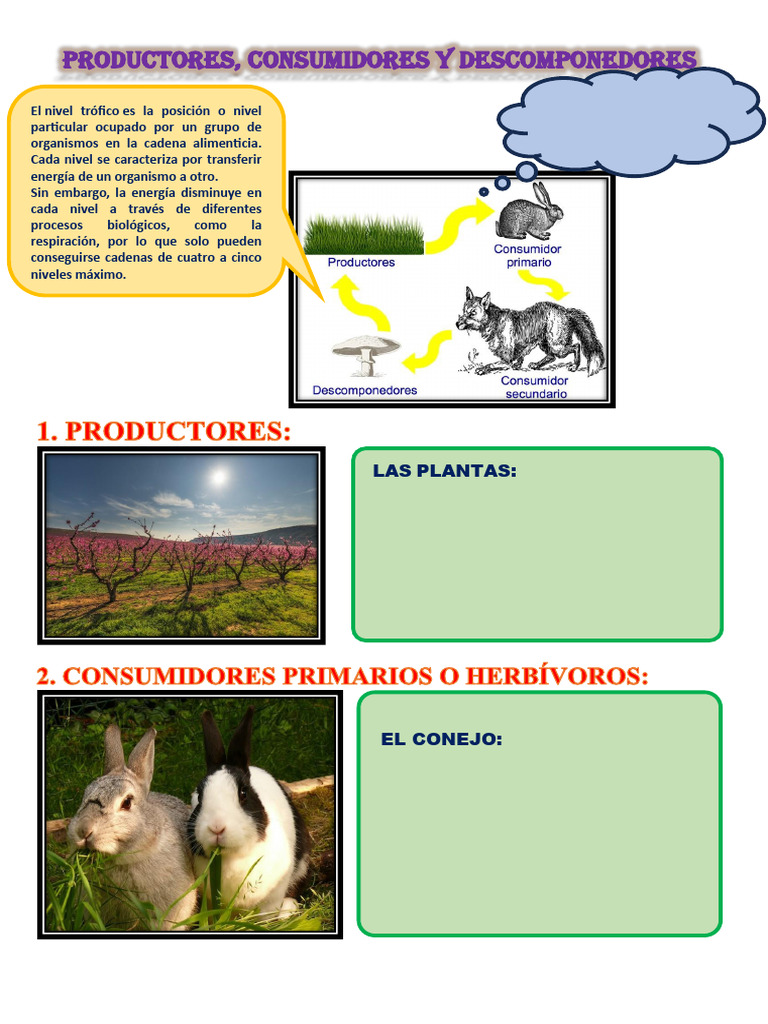 Productores, Consumidores y Descomponedores | PDF | Biología | Organismos