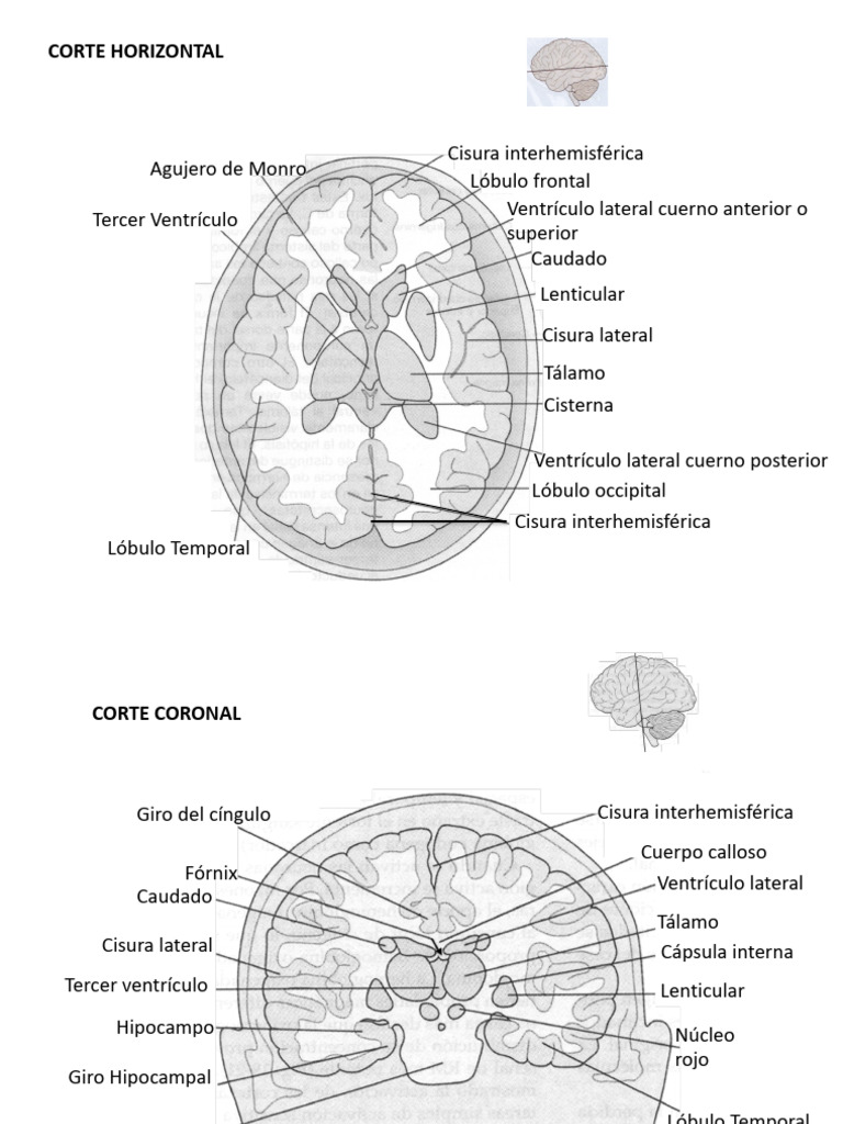 Estructura del Corte Coronal Cerebral | PDF
