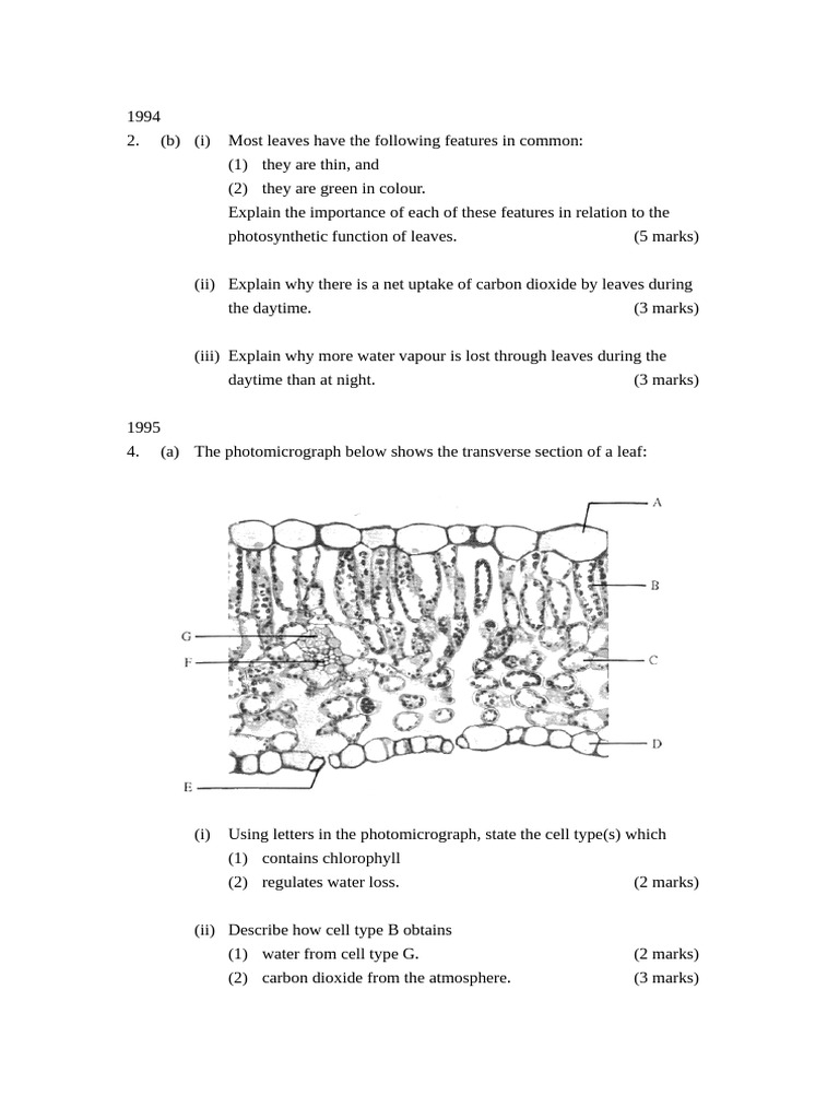 Photosynthesis: Leaf Structure and Function | PDF | Photosynthesis | Leaf