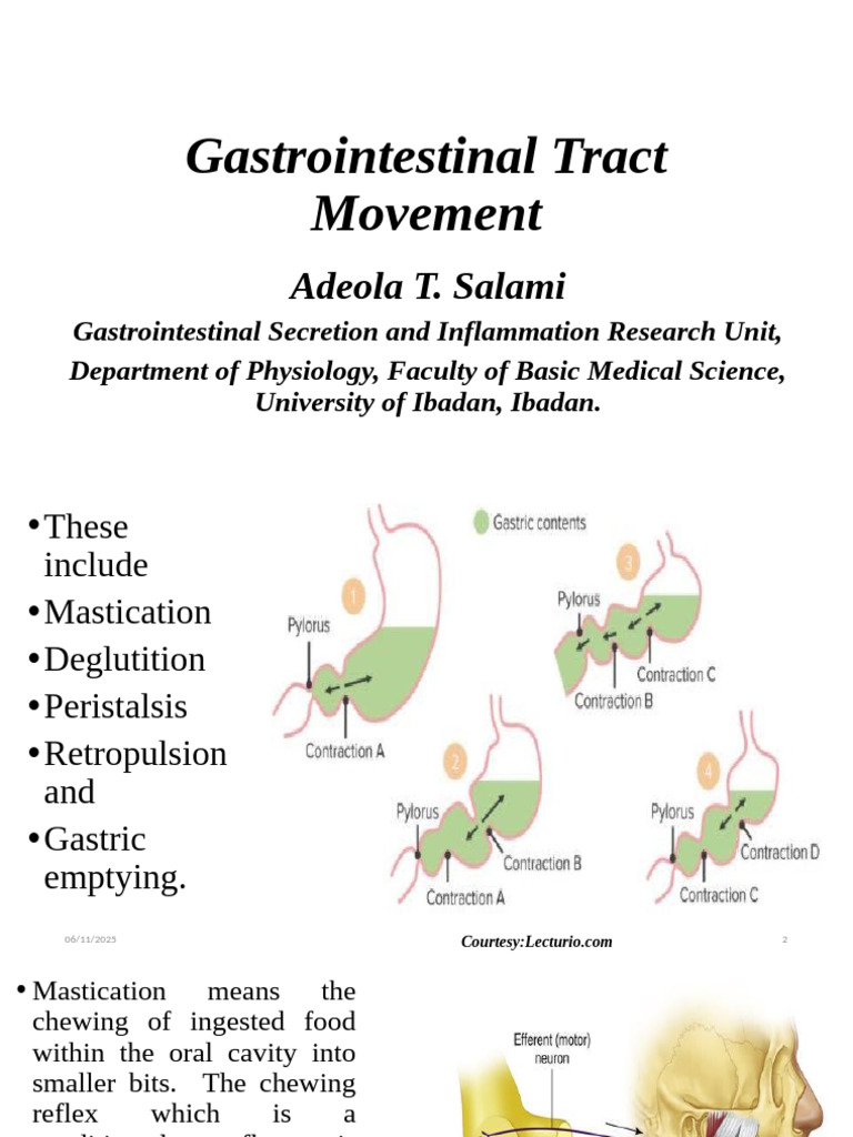 Gastrointestinal Tract Movement | PDF | Esophagus | Stomach